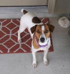 Jack Russell Terrier Rescue - Russell Rescue, Inc.
