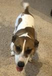 Jack Russell Terrier Rescue - Russell Rescue, Inc.