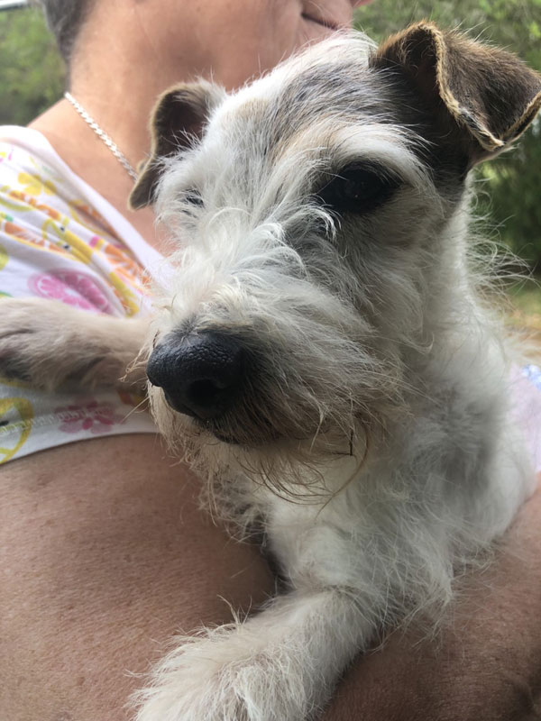 Spotlight Bridget - Russell Rescue, Inc.