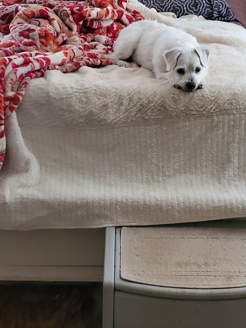 Lacy - Welcome Back! - Russell Rescue, Inc.