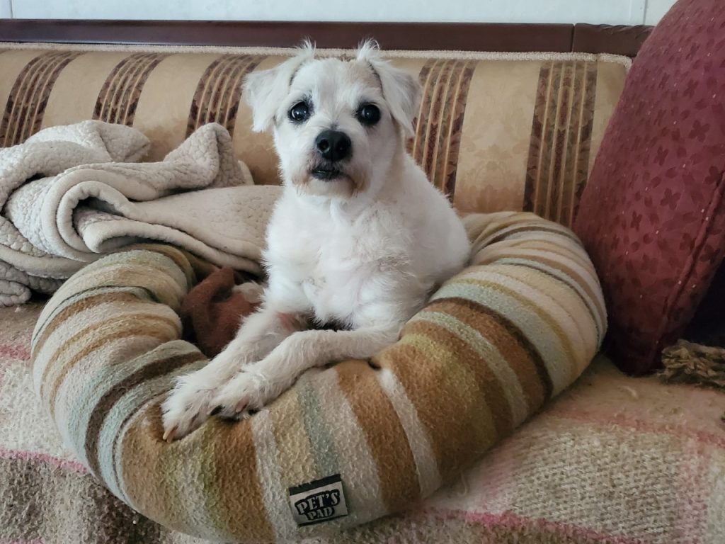 Spotlight Terriers - Russell Rescue, Inc.