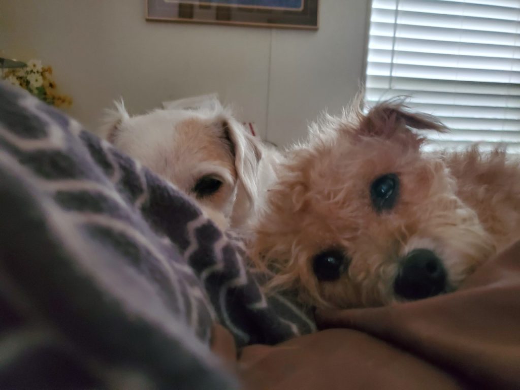 Lacy - Welcome Back! - Russell Rescue, Inc.