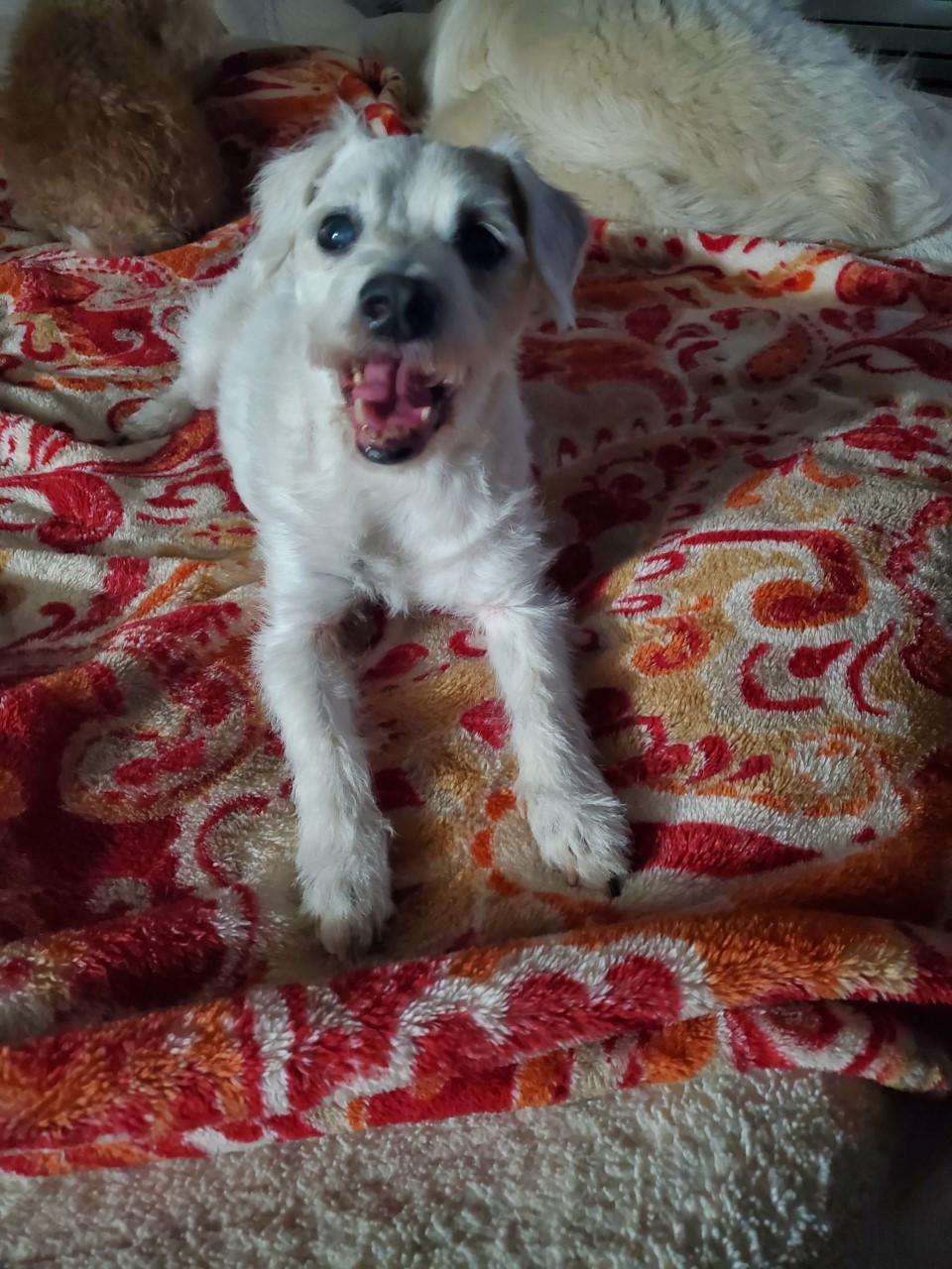 Spotlight Terriers - Russell Rescue, Inc.