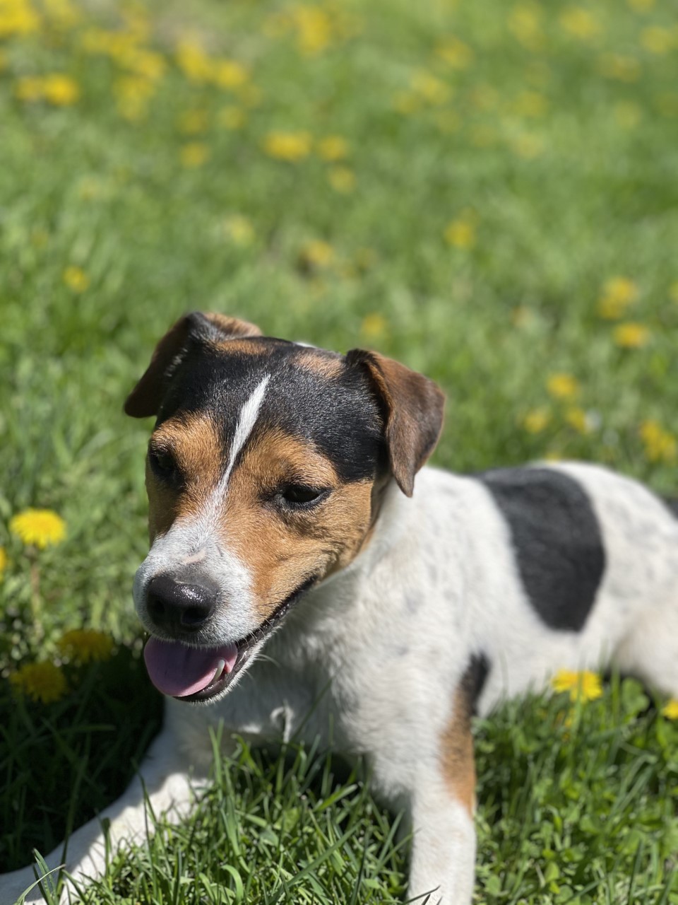 Welcome to Russell Rescue - Rocket! - Russell Rescue, Inc.