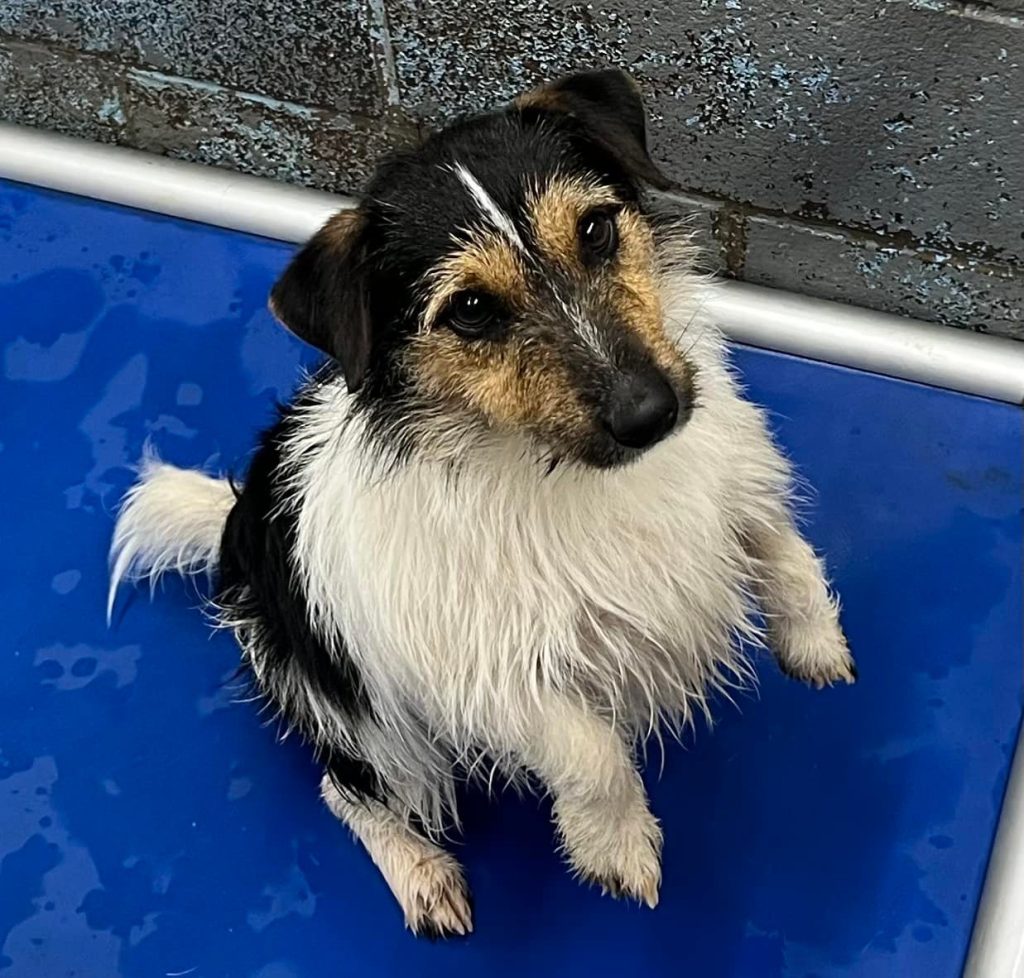 Welcome to Russell Rescue - Roscoe! - Russell Rescue, Inc.