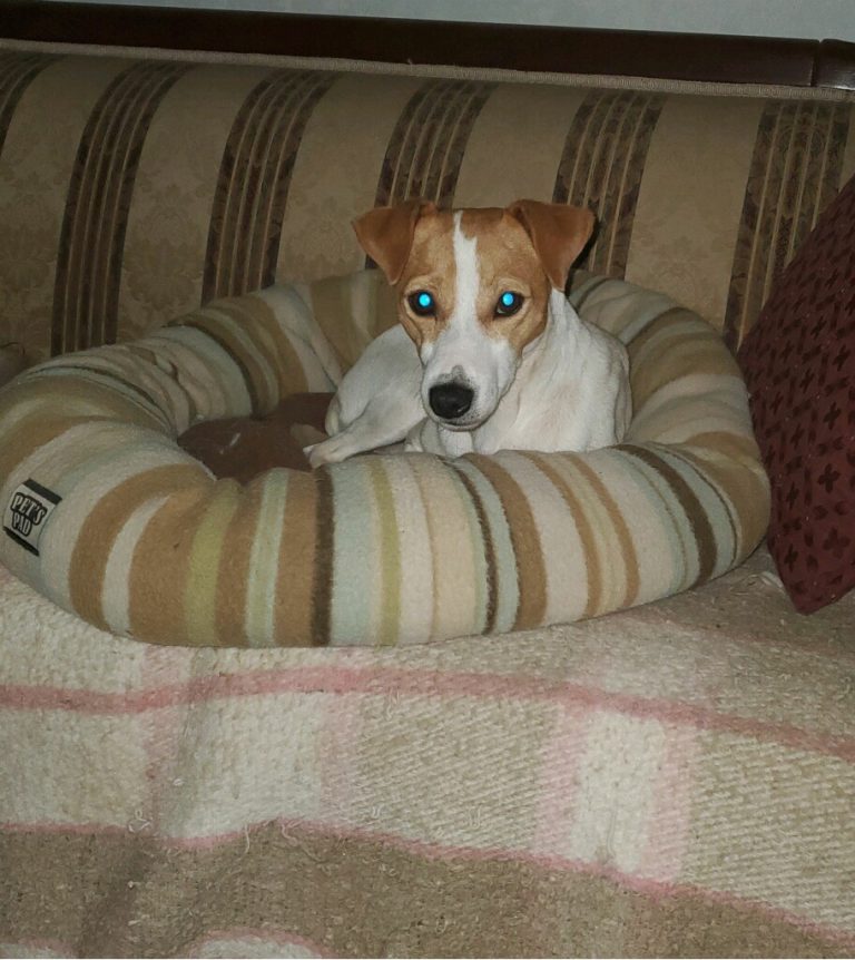 Welcome to Russell Rescue - Angie! - Russell Rescue, Inc.