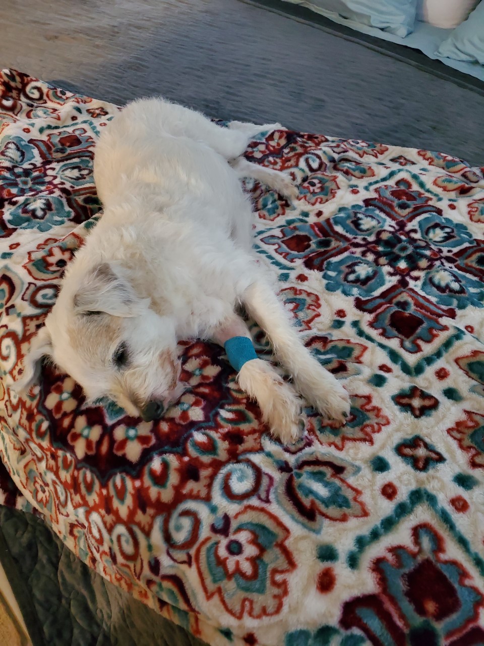 Update on Lacy! - Russell Rescue, Inc.