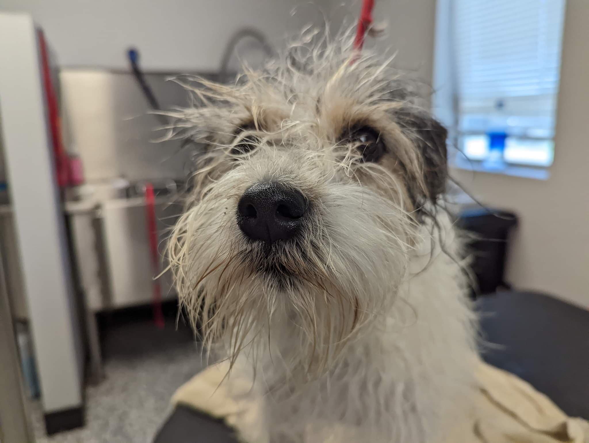 Welcome to Russell Rescue - Lucy! - Russell Rescue, Inc.