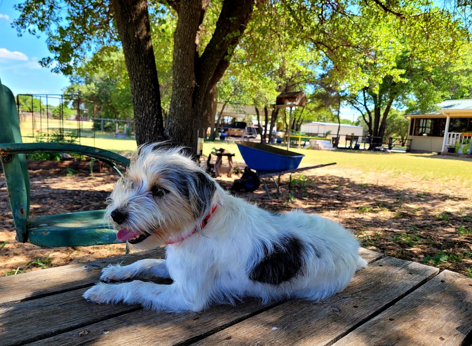 Welcome to Russell Rescue - Lucy! - Russell Rescue, Inc.