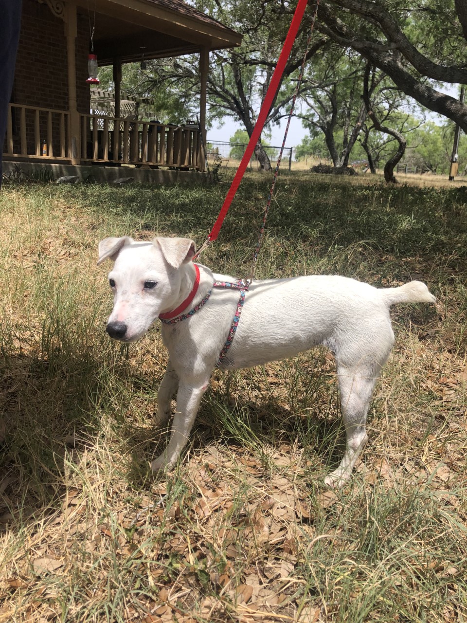 Welcome to Russell Rescue - Mina! - Russell Rescue, Inc.