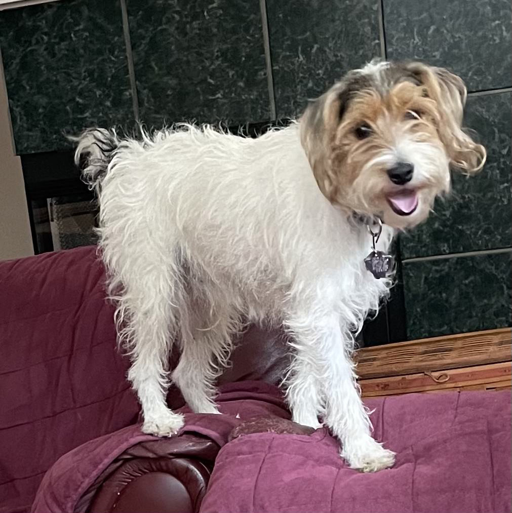 Welcome to Russell Rescue - Riley! - Russell Rescue, Inc.