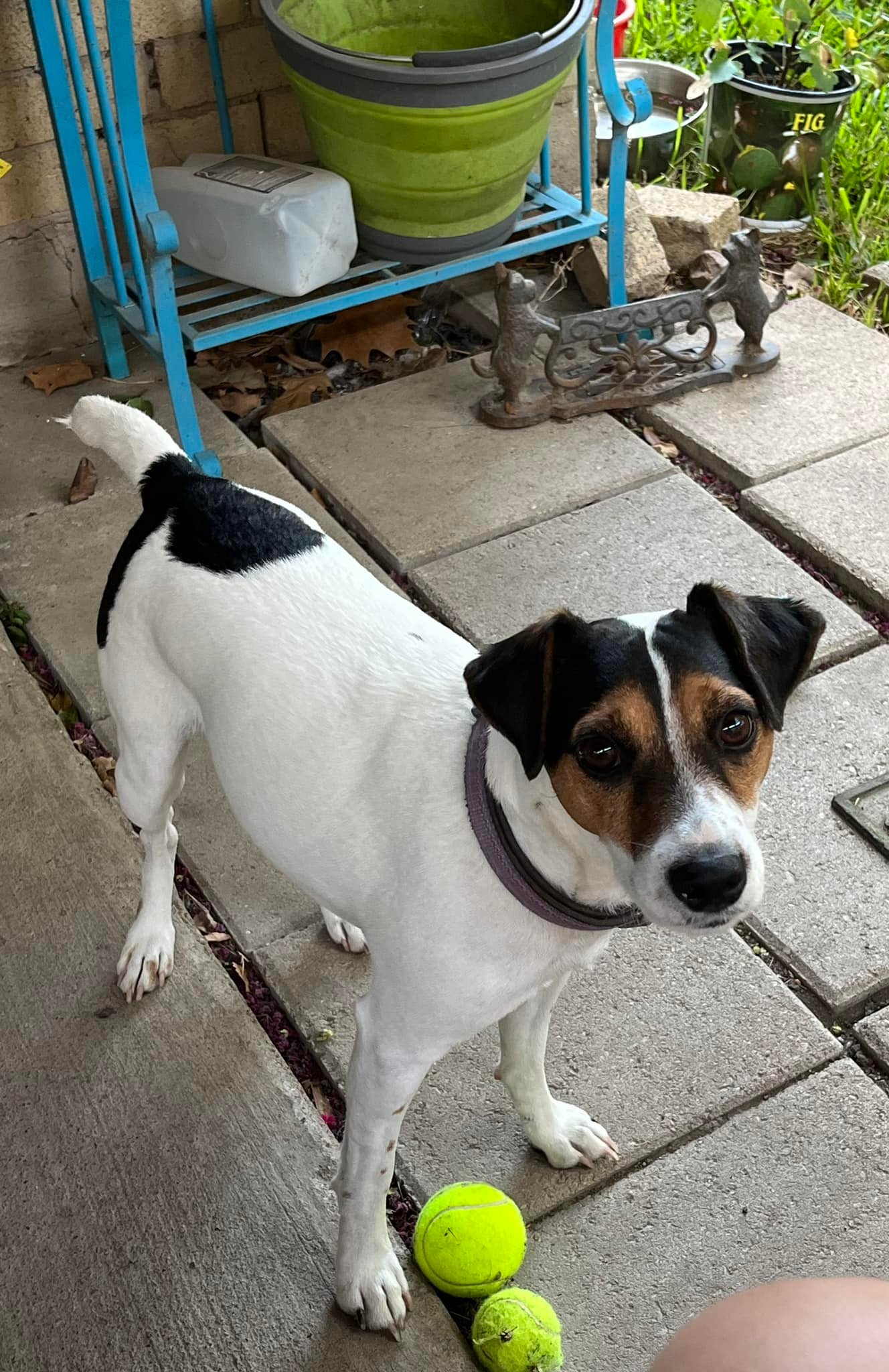 Welcome to Russell Rescue - Russell! - Russell Rescue, Inc.