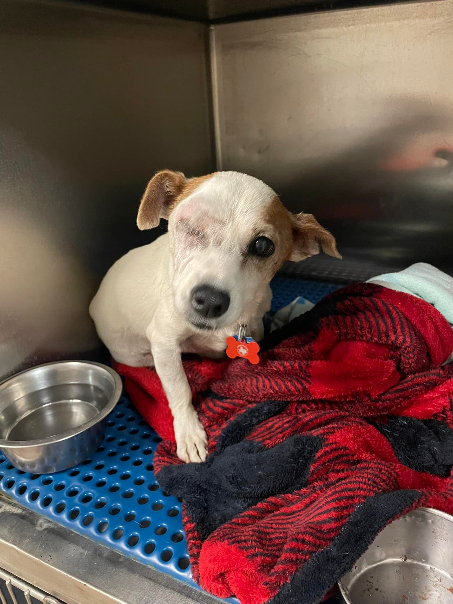 Rescue Partnerships Save Lives! - Russell Rescue, Inc.