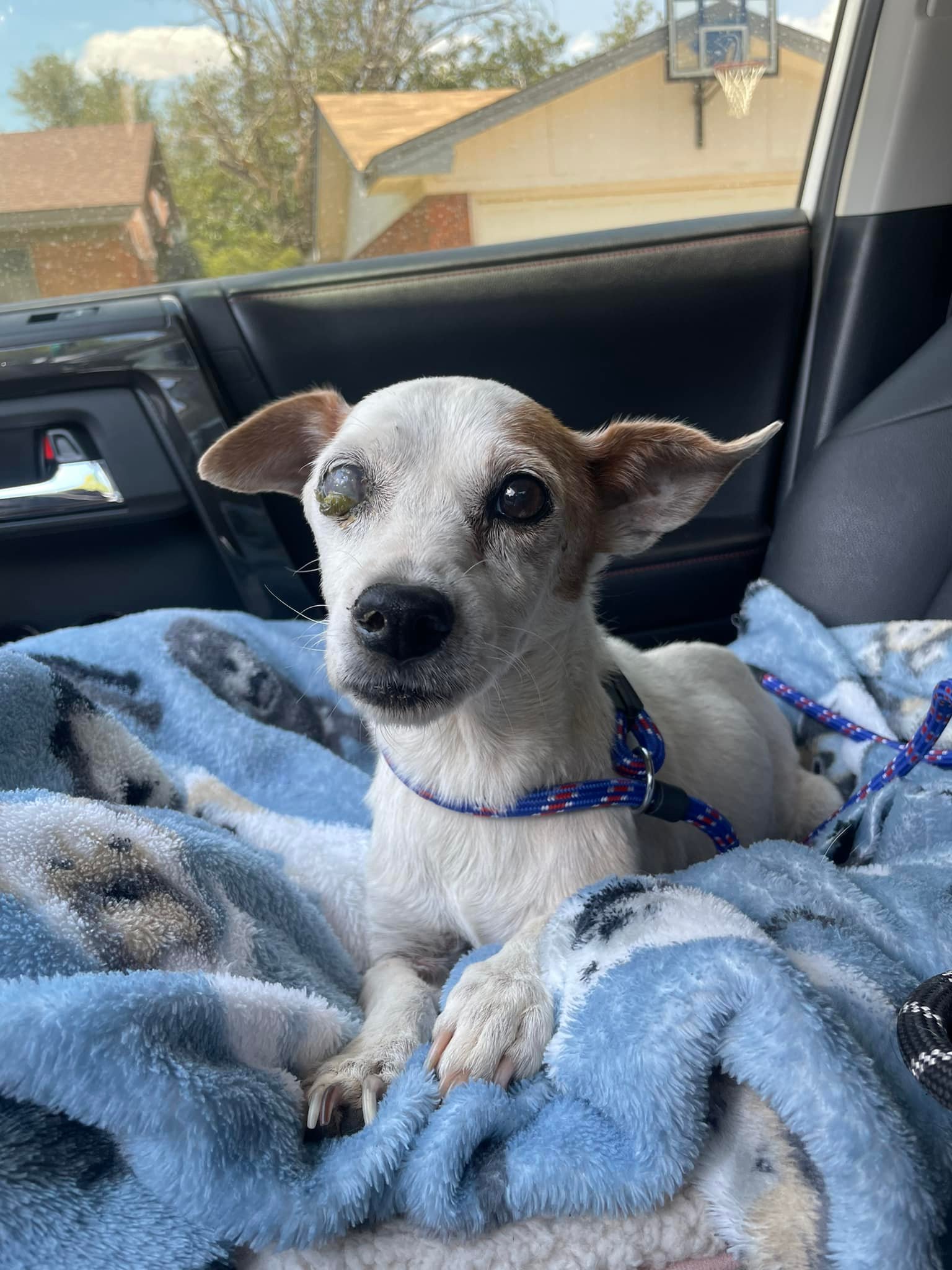 Rescue Partnerships Save Lives! - Russell Rescue, Inc.