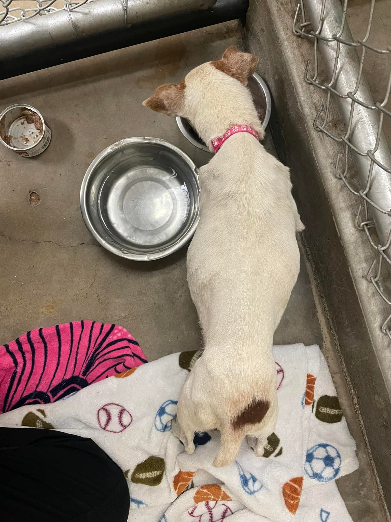 Rescue Partnerships Save Lives! - Russell Rescue, Inc.