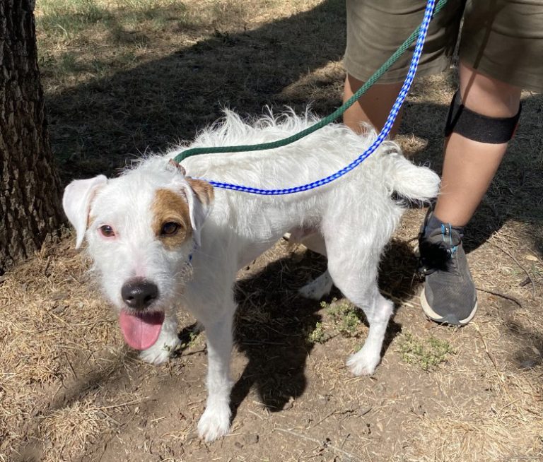 Welcome to Russell Rescue - Gary! - Russell Rescue, Inc.