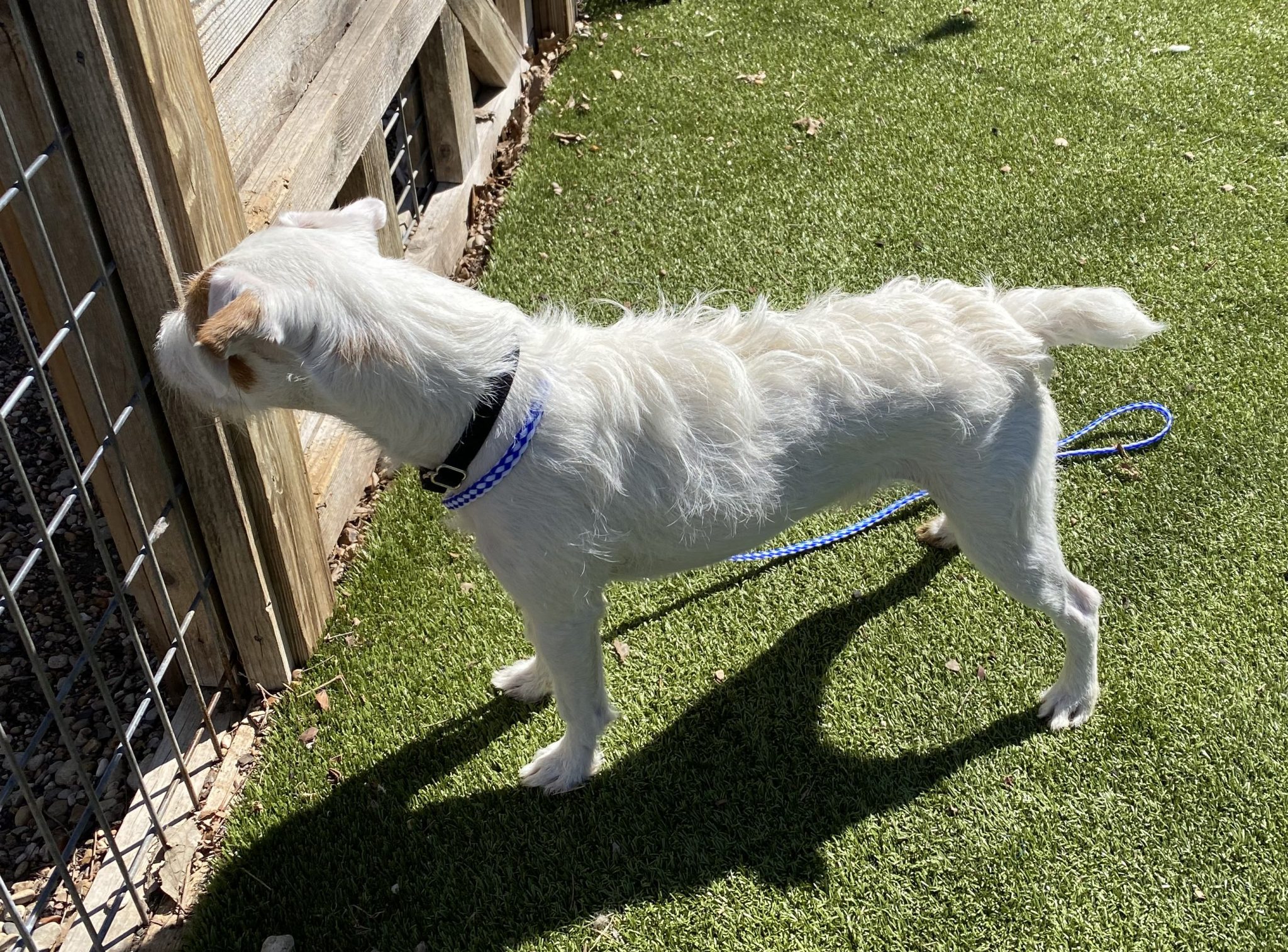 Welcome to Russell Rescue - Gary! - Russell Rescue, Inc.