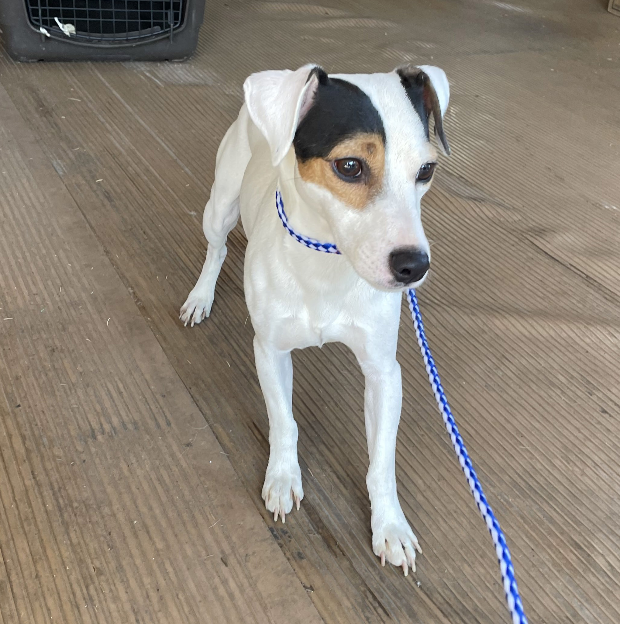 Welcome To Russell Rescue - Roper! - Russell Rescue, Inc.