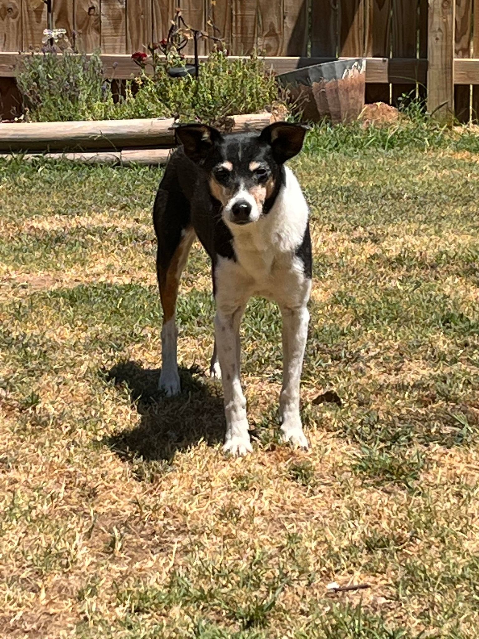 Welcome To Russell Rescue - Shadow! - Russell Rescue, Inc.