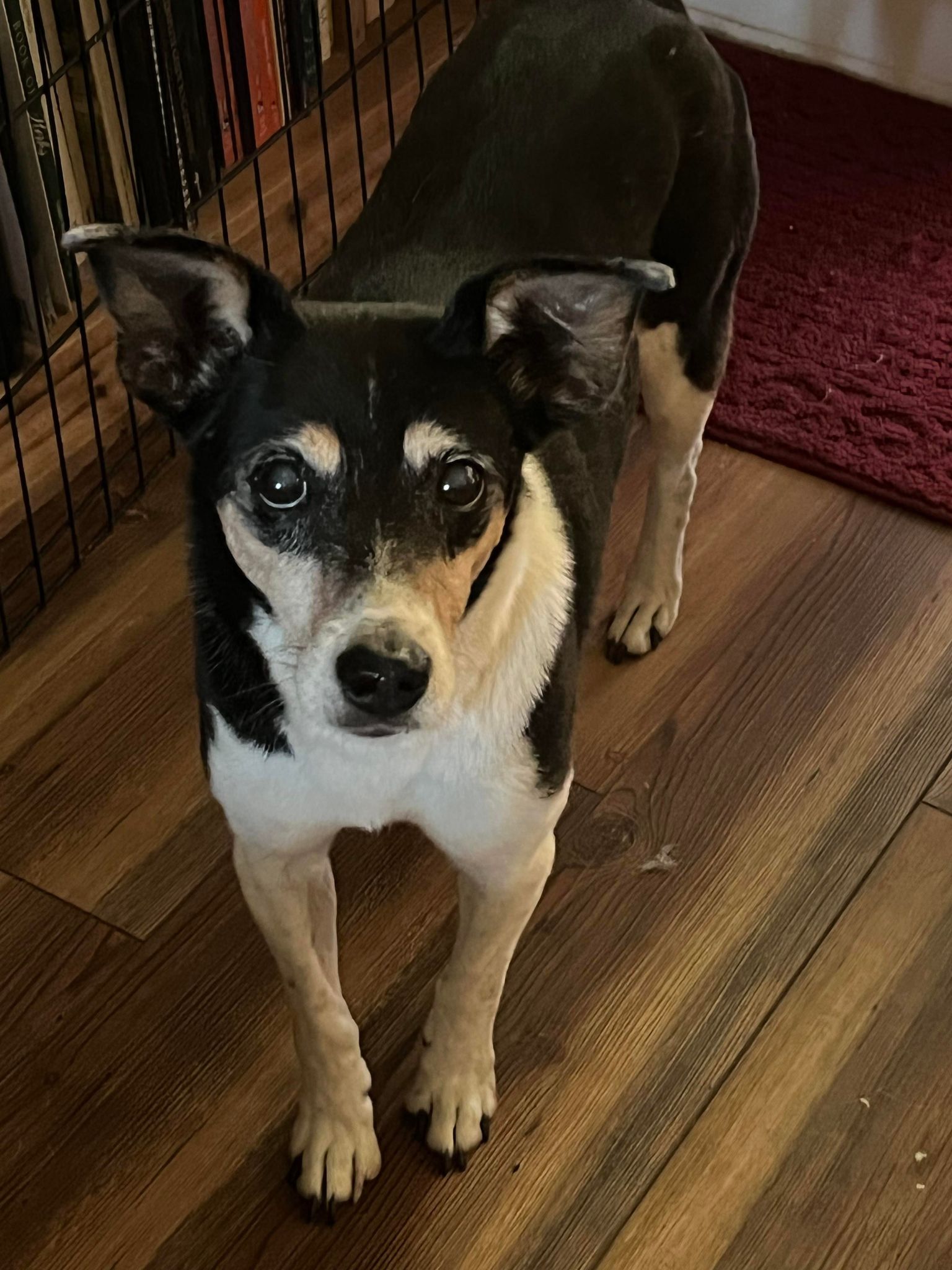 Welcome To Russell Rescue - Shadow! - Russell Rescue, Inc.