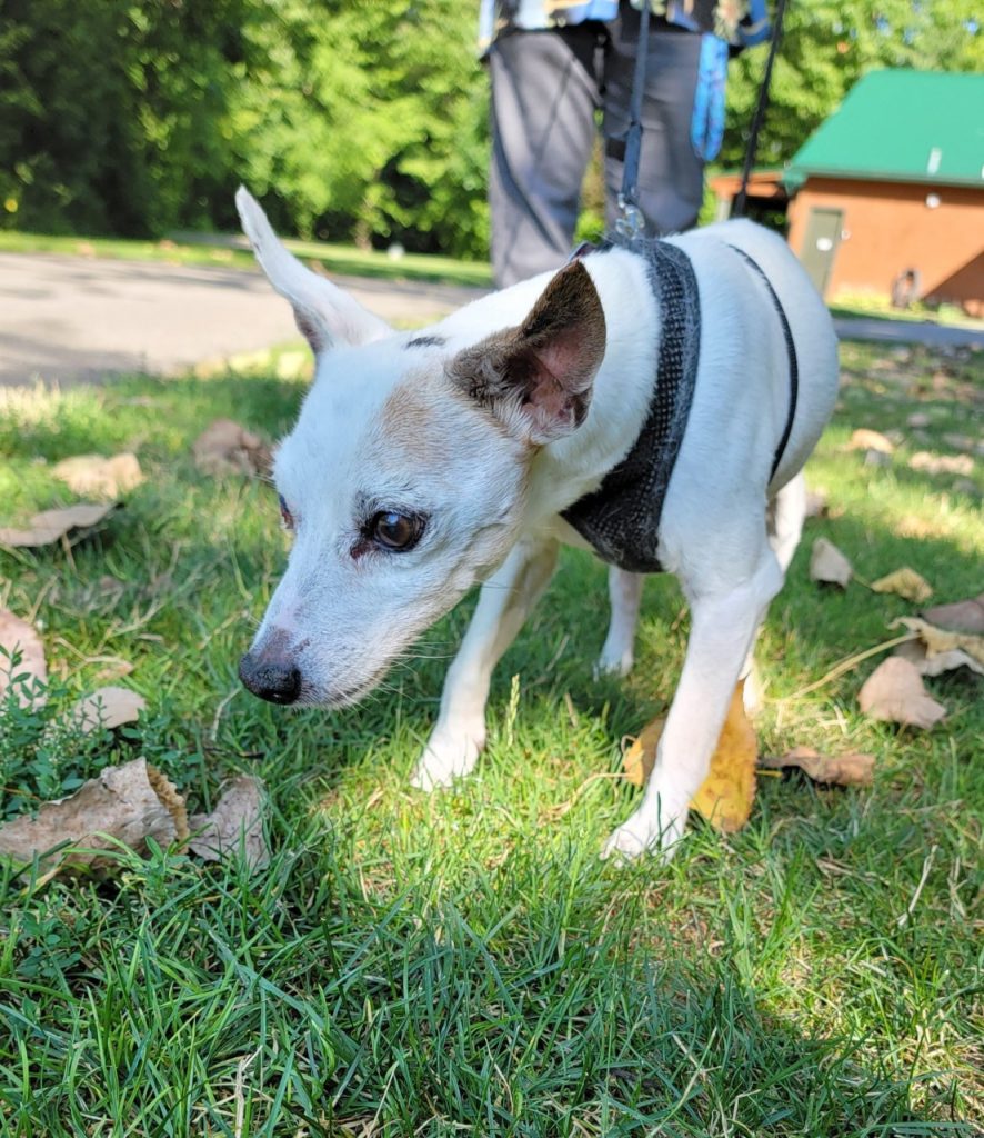 Welcome to Russell Rescue - Max! - Russell Rescue, Inc.