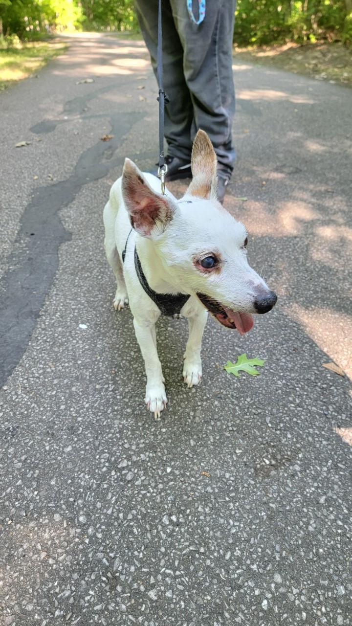 Welcome to Russell Rescue - Max! - Russell Rescue, Inc.