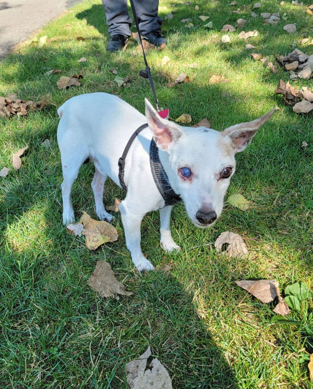 Welcome to Russell Rescue - Max! - Russell Rescue, Inc.