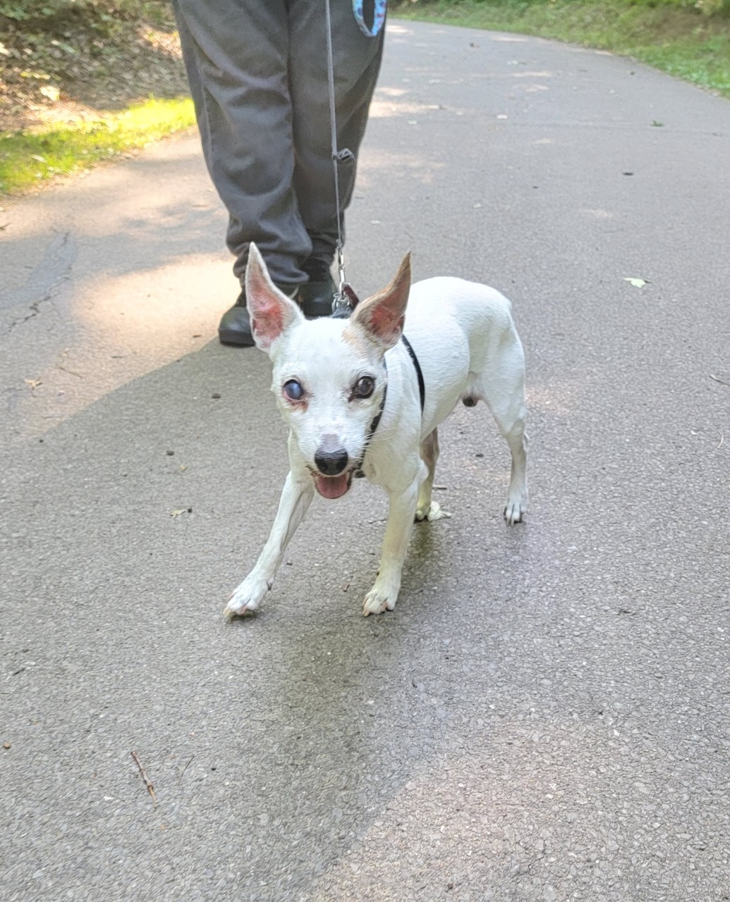 Welcome to Russell Rescue - Max! - Russell Rescue, Inc.