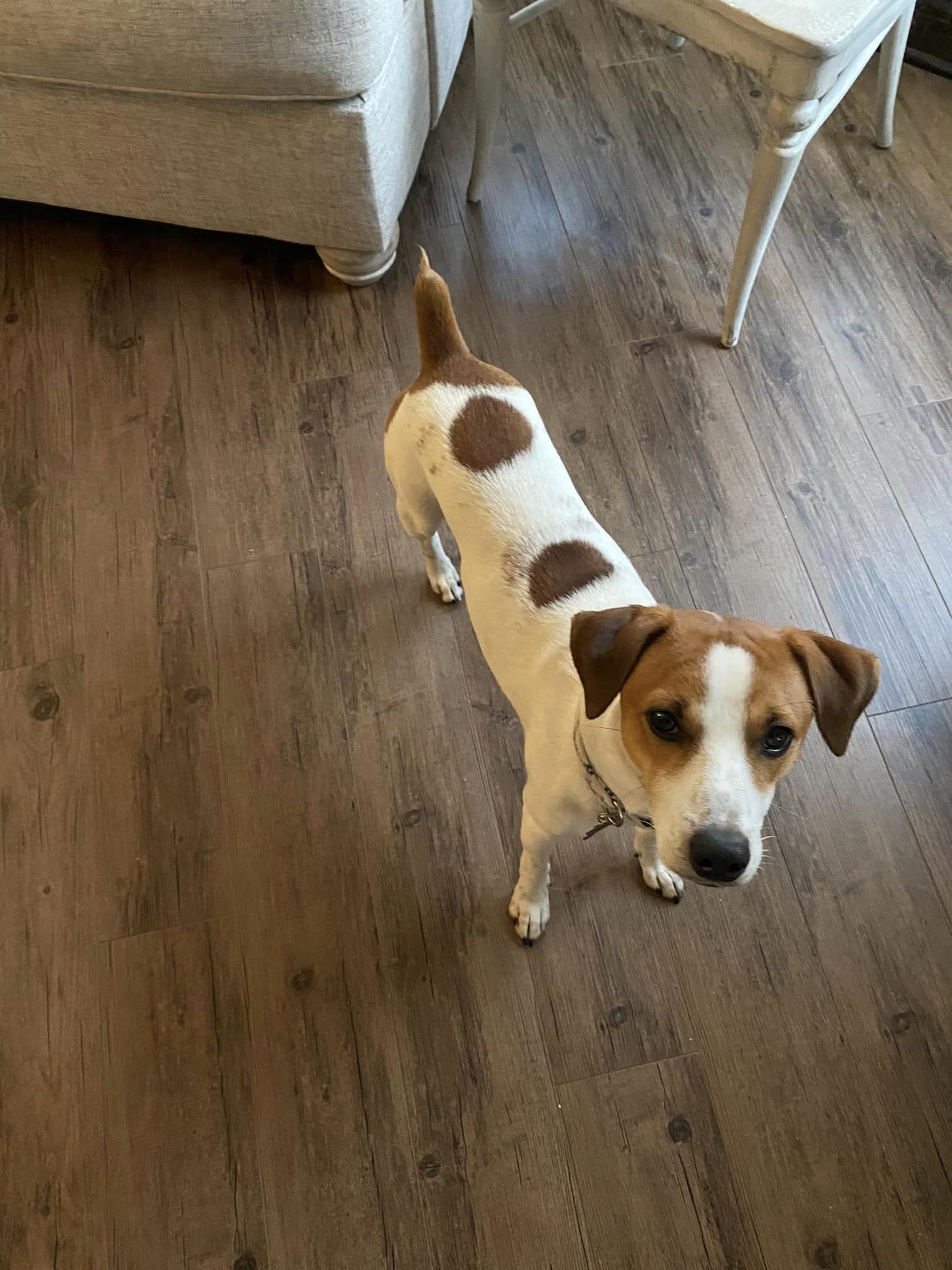 Welcome to Russell Rescue - Atticus! - Russell Rescue, Inc.