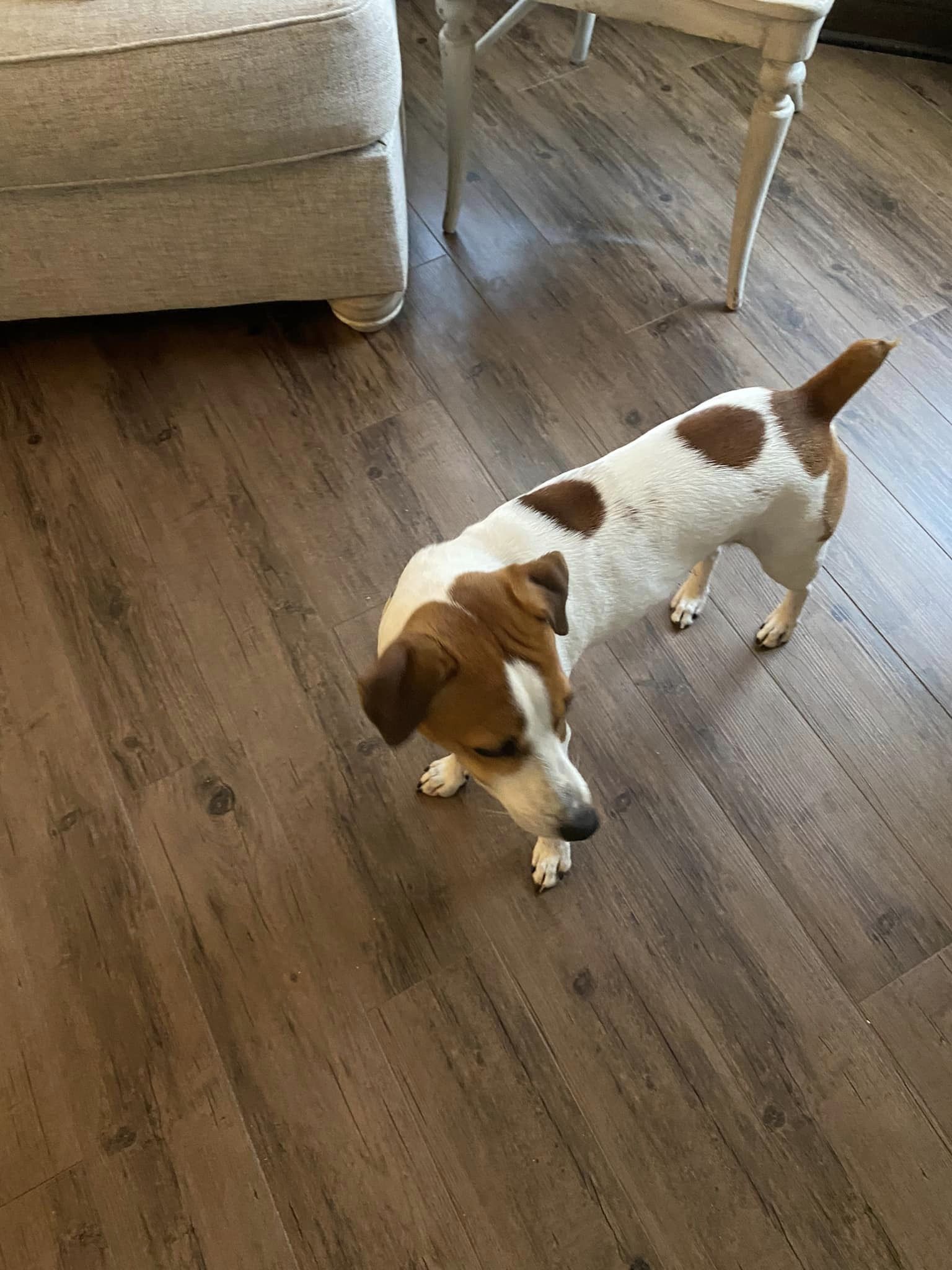 Welcome to Russell Rescue - Atticus! - Russell Rescue, Inc.