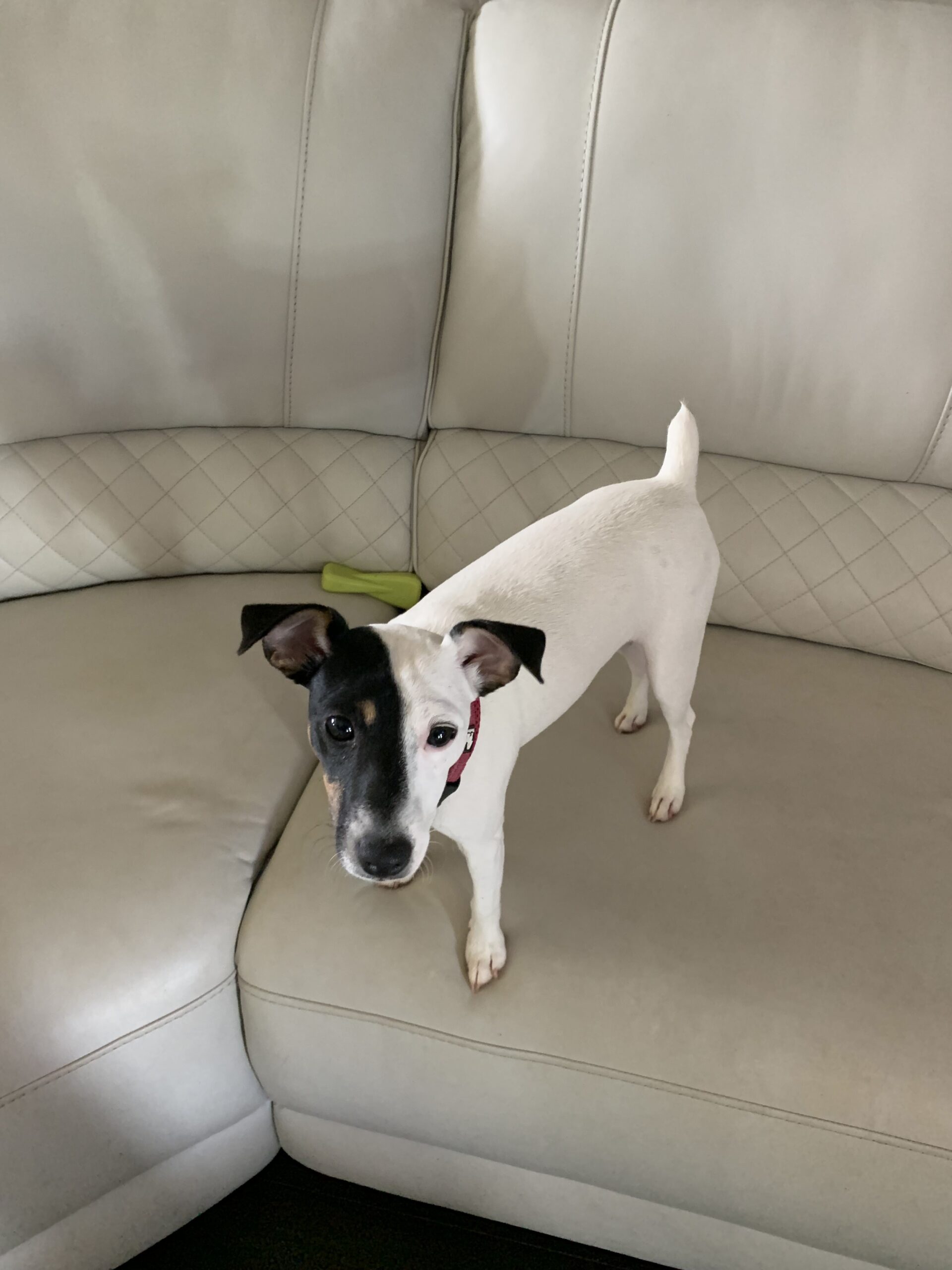 Welcome to Russell Rescue - Jill & Snickers! - Russell Rescue, Inc.