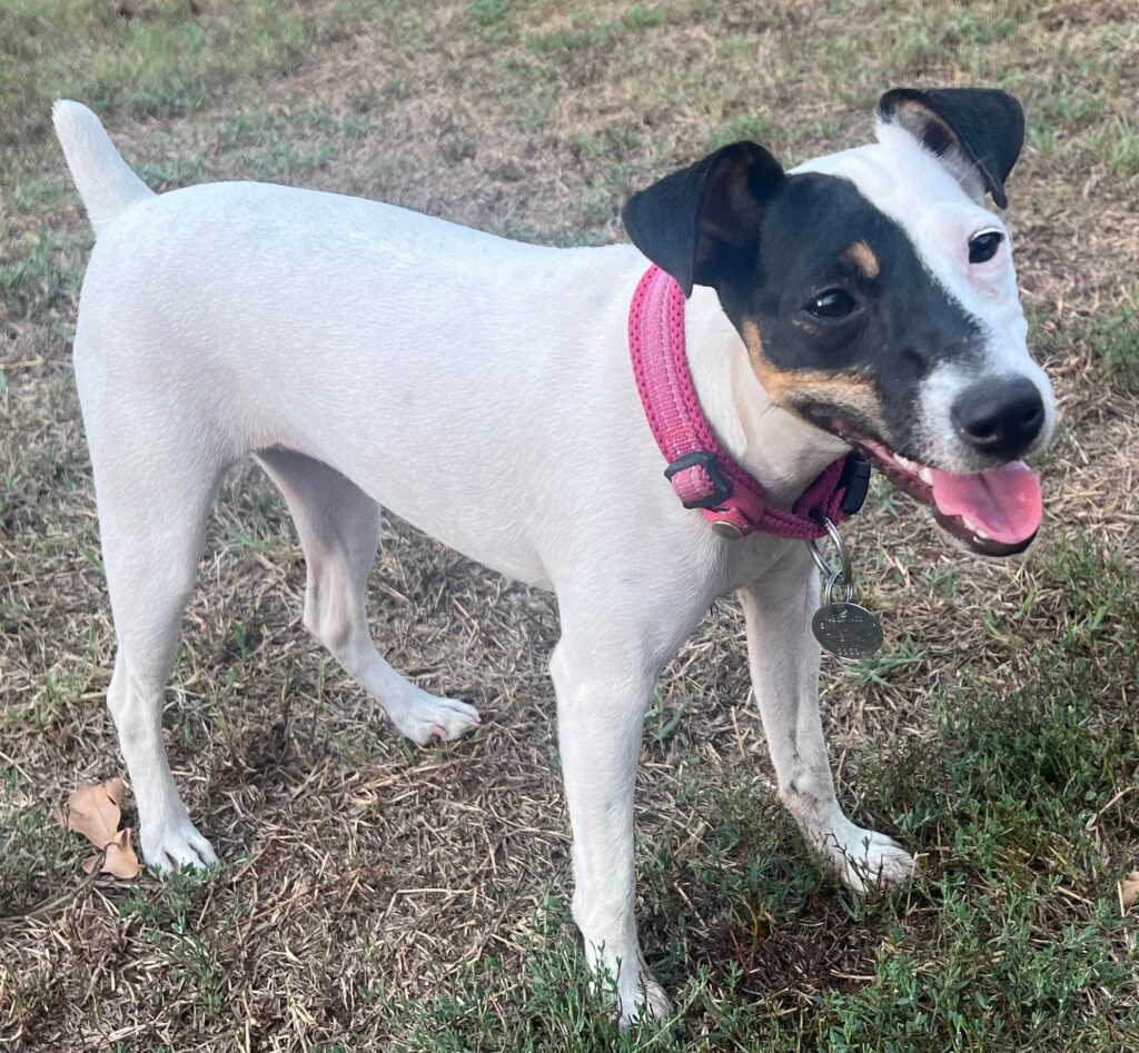 Welcome to Russell Rescue - Jill & Snickers! - Russell Rescue, Inc.