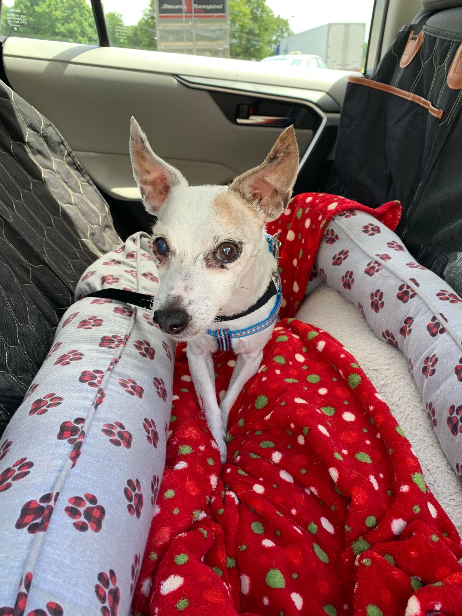 Max - Update! - Russell Rescue, Inc.