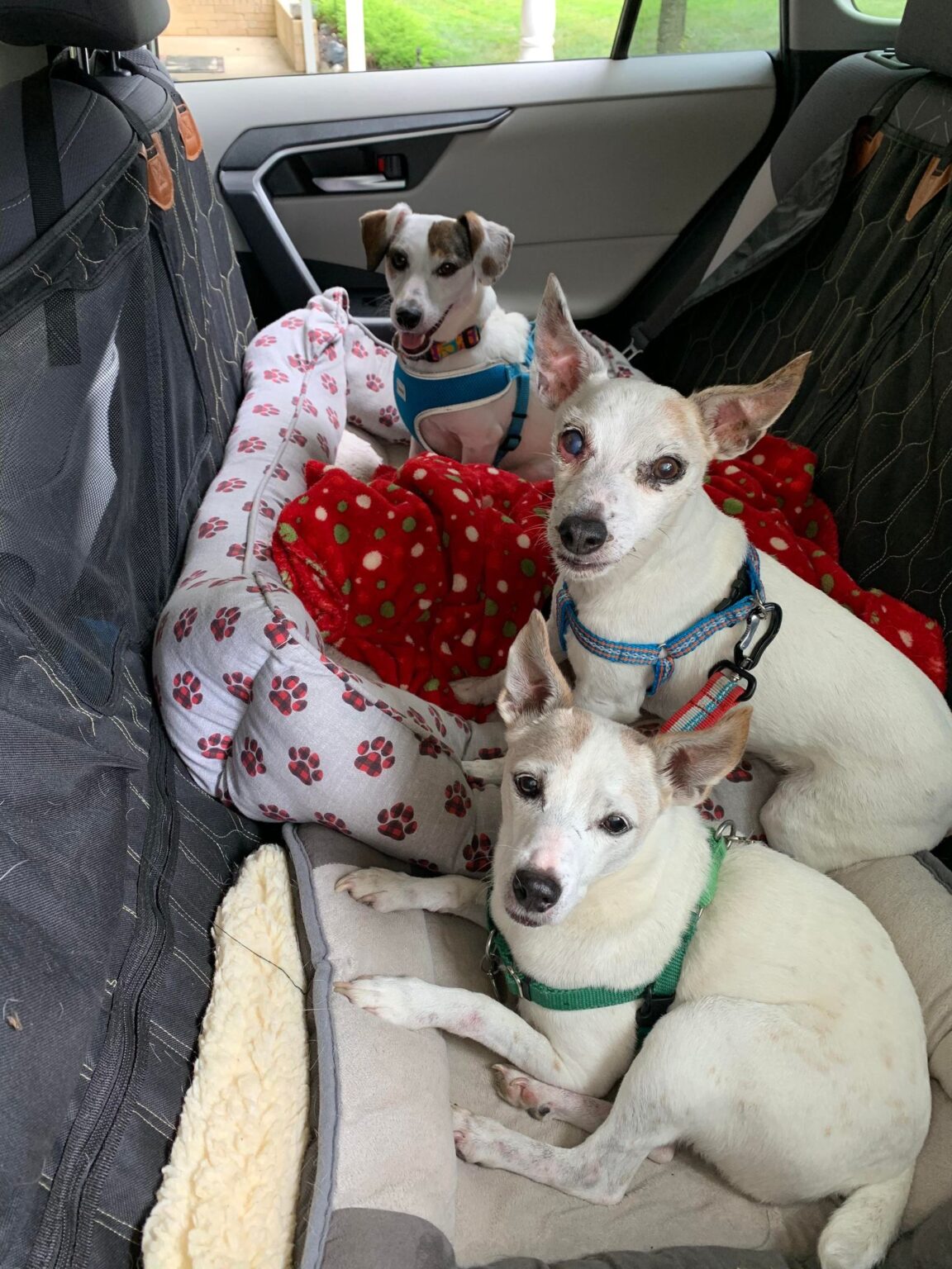 Spotlight Terriers - Russell Rescue, Inc.