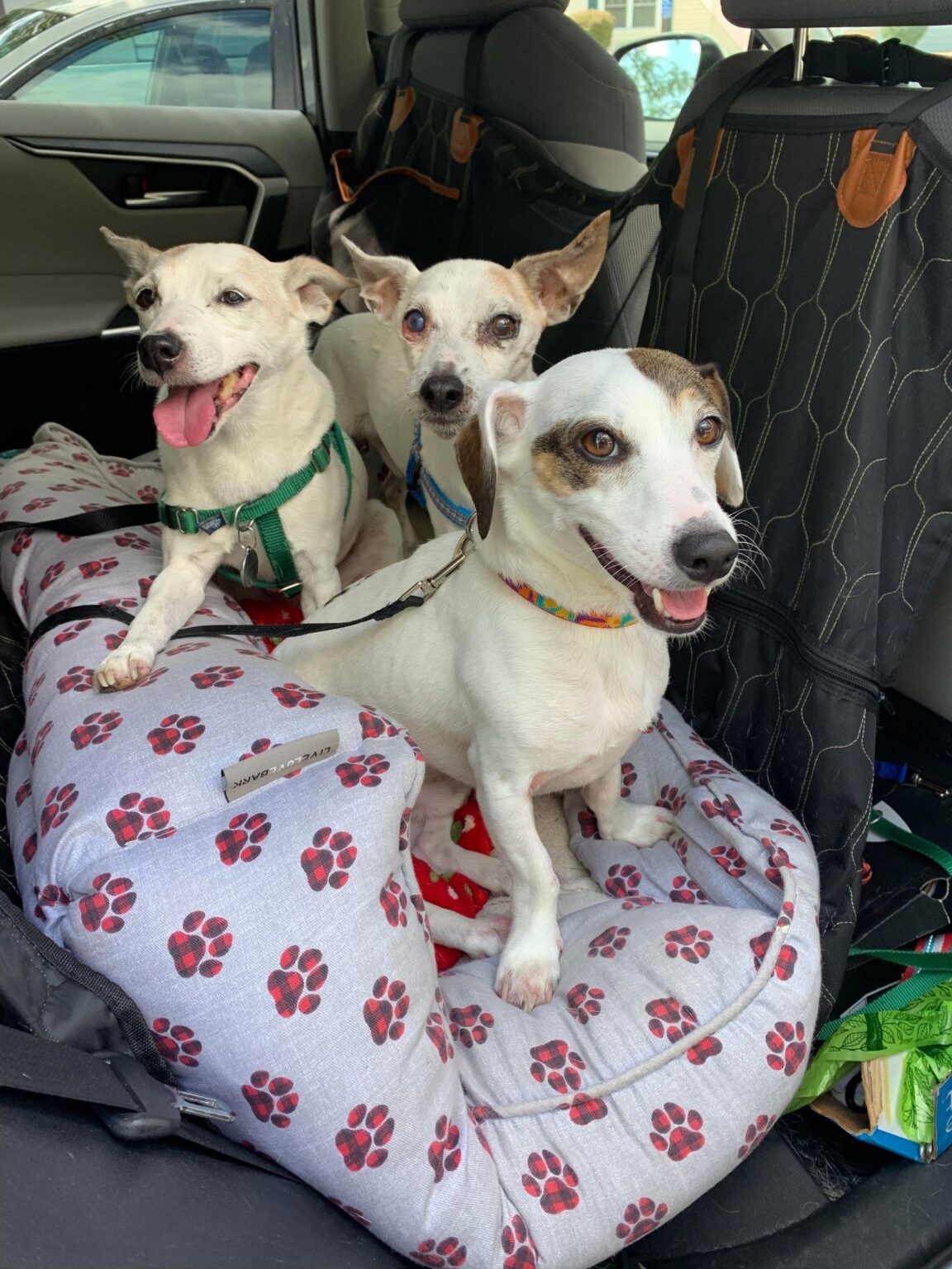 Spotlight Terriers - Russell Rescue, Inc.