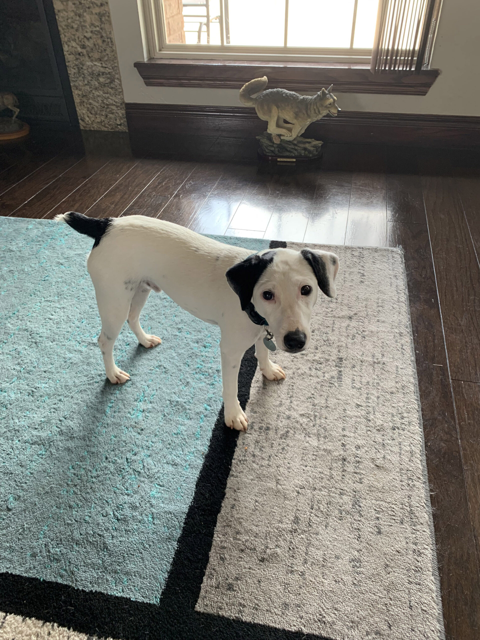 Welcome to Russell Rescue - Jill & Snickers! - Russell Rescue, Inc.