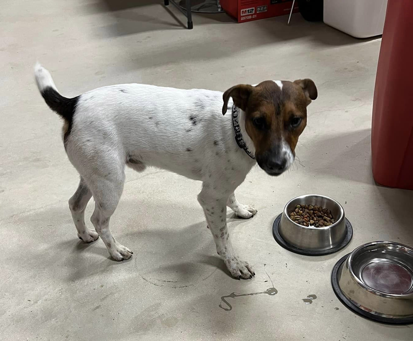 Welcome to Russell Rescue - Bogie! - Russell Rescue, Inc.