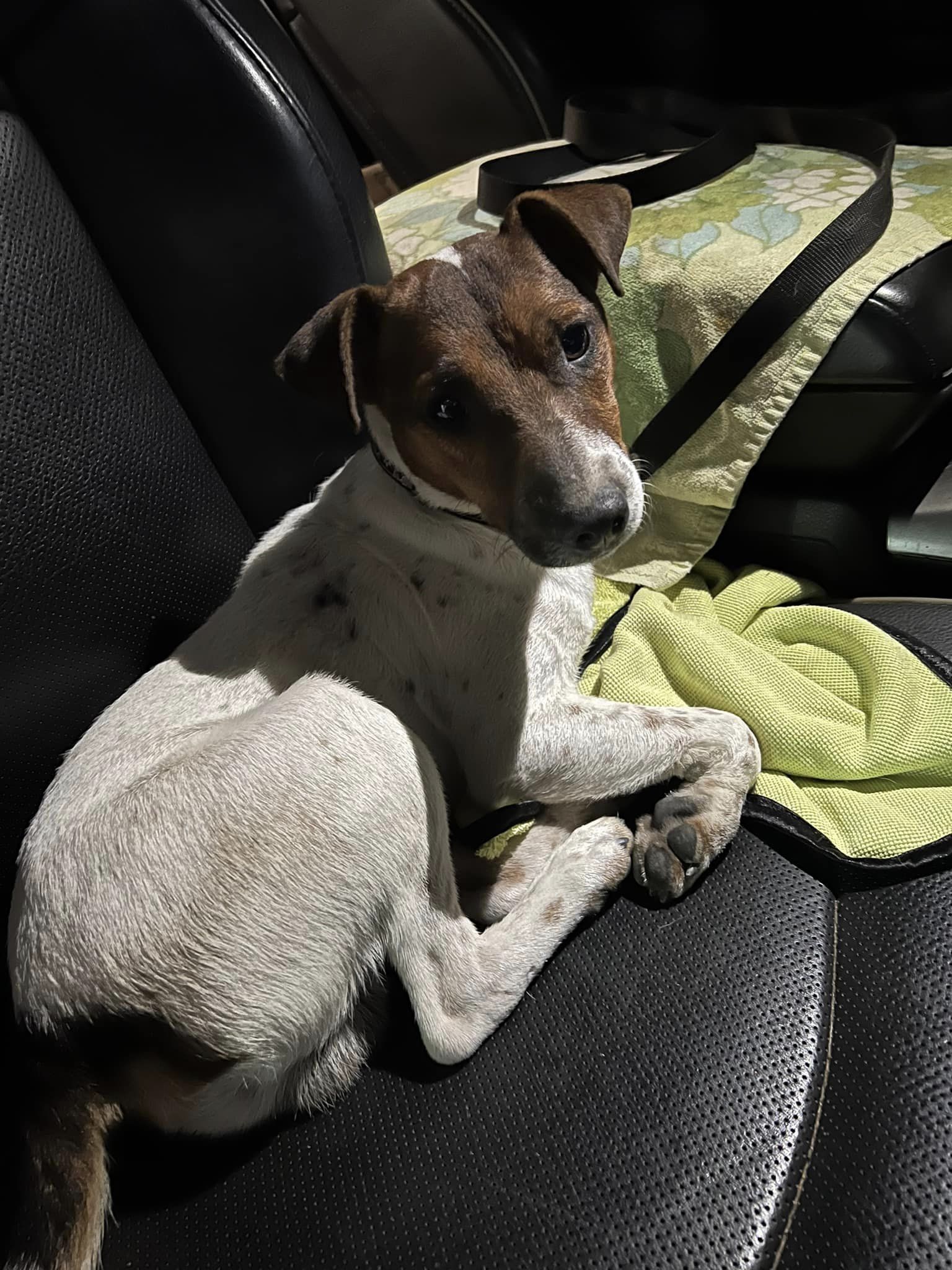 Welcome to Russell Rescue - Bogie! - Russell Rescue, Inc.