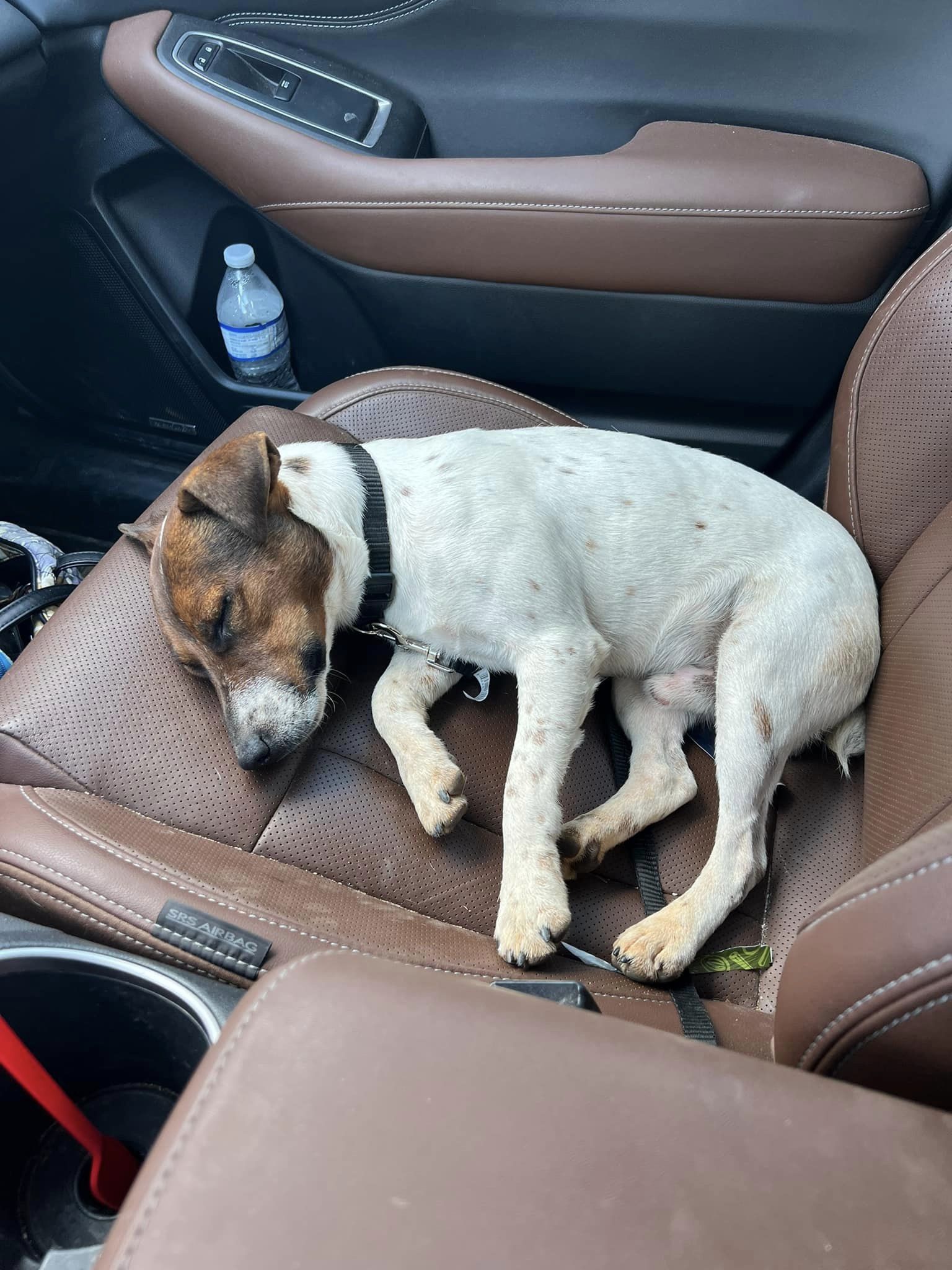 Welcome to Russell Rescue - Bogie! - Russell Rescue, Inc.