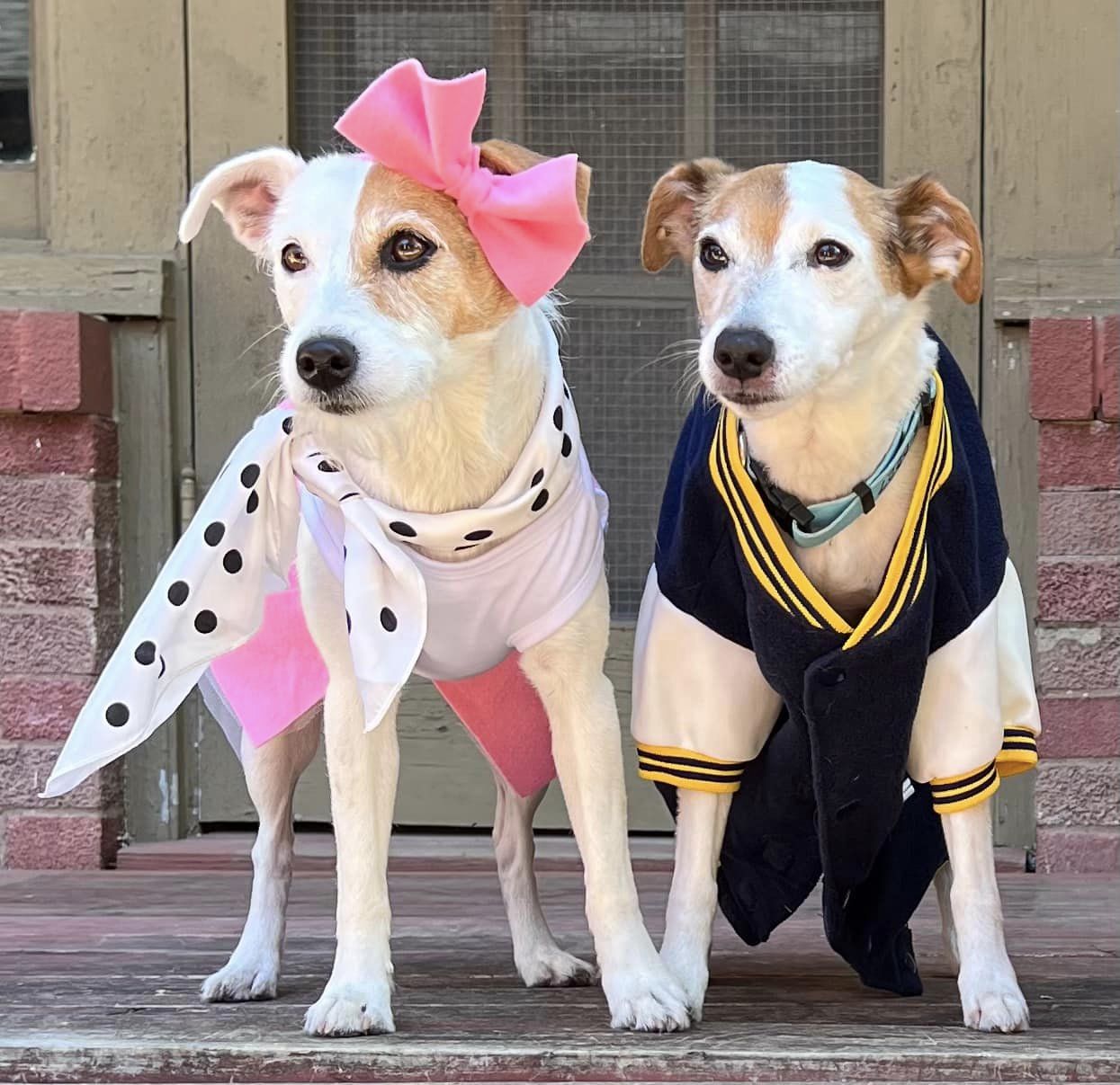 News and Events - Russell Rescue, Inc.