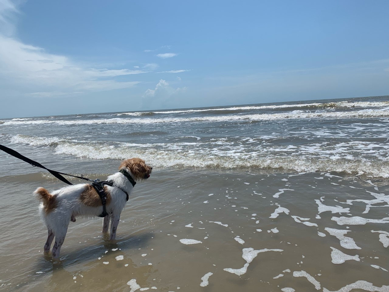 Finn - Happy Tails! - Russell Rescue, Inc.