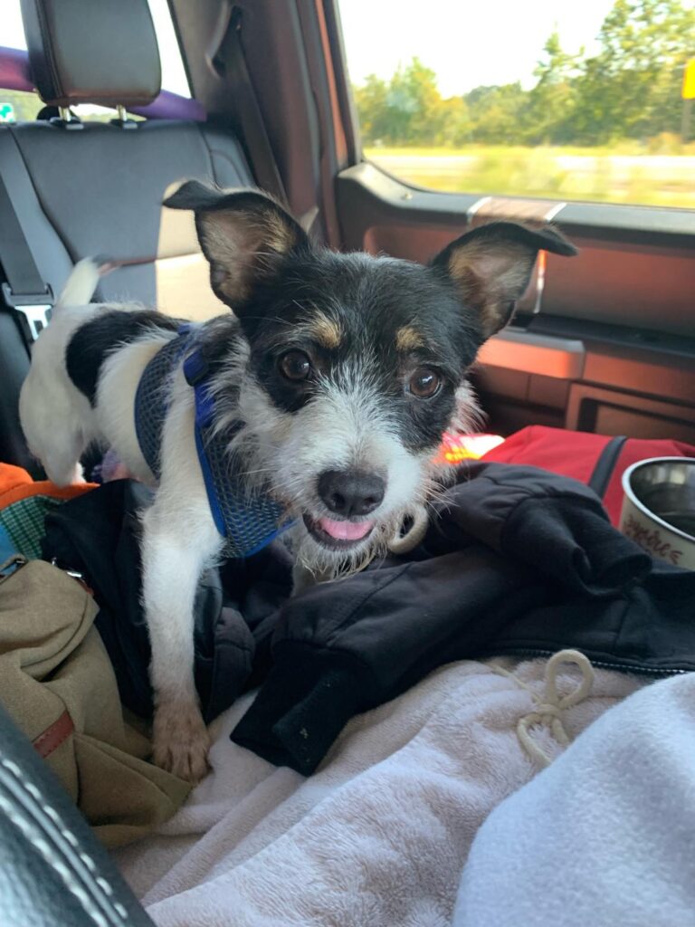 Welcome to Russell Rescue - Gizmo! - Russell Rescue, Inc.