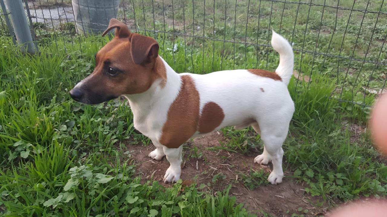 Welcome to Russell Rescue - Ruckus! - Russell Rescue, Inc.