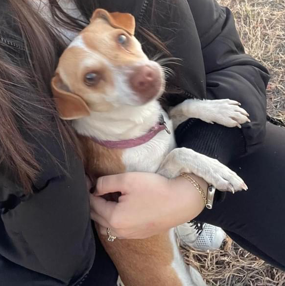 News and Events - Russell Rescue, Inc.