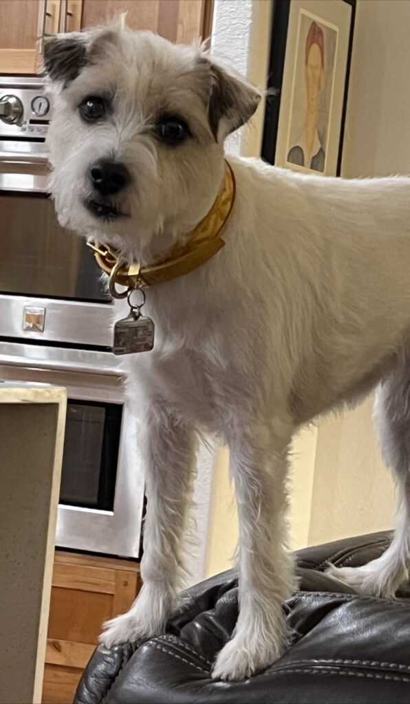 Thank you to our patrons! - Russell Rescue, Inc.