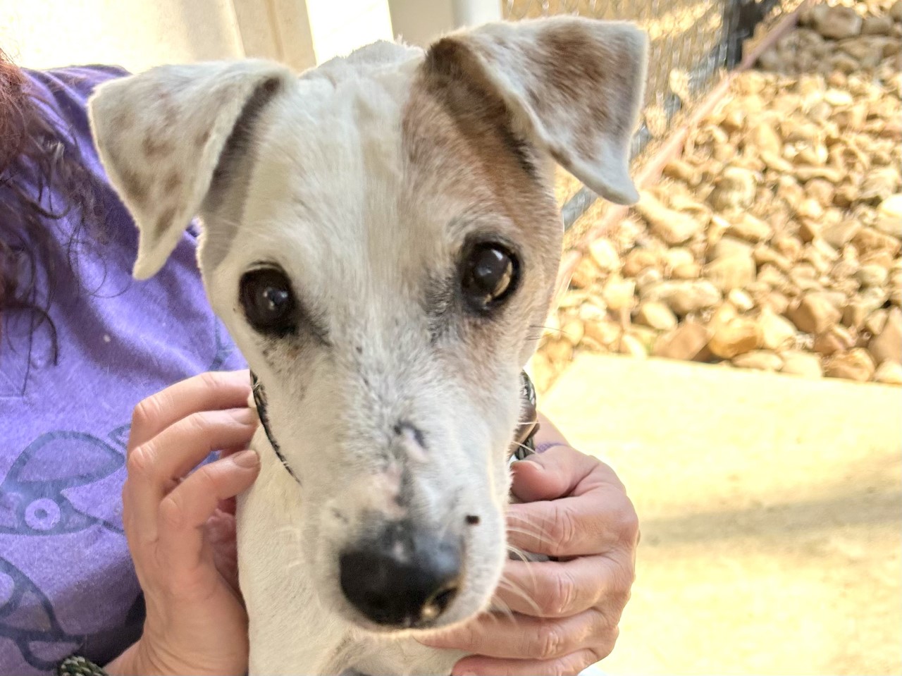 News and Events - Russell Rescue, Inc.