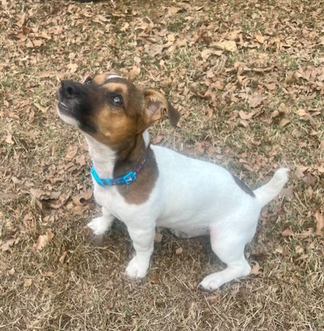 Welcome to Russell Rescue - JJ! - Russell Rescue, Inc.