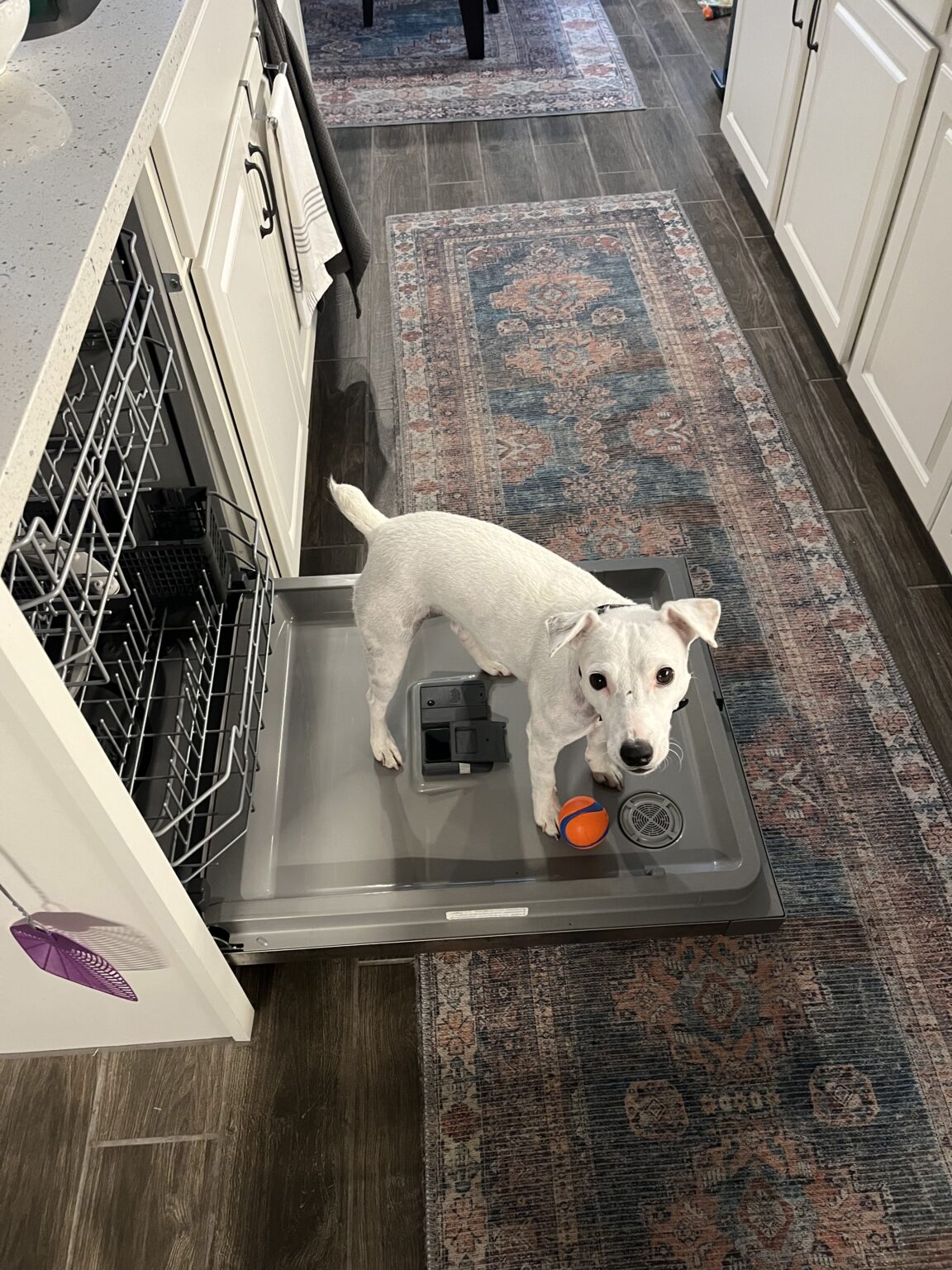 Mina - Happy Tails! - Russell Rescue, Inc.