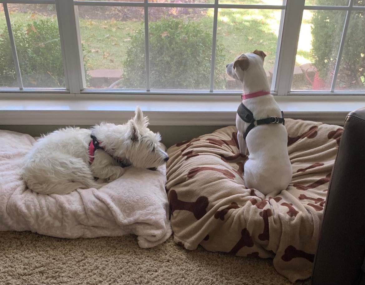 Miss Lucky - Happy Tails! - Russell Rescue, Inc.