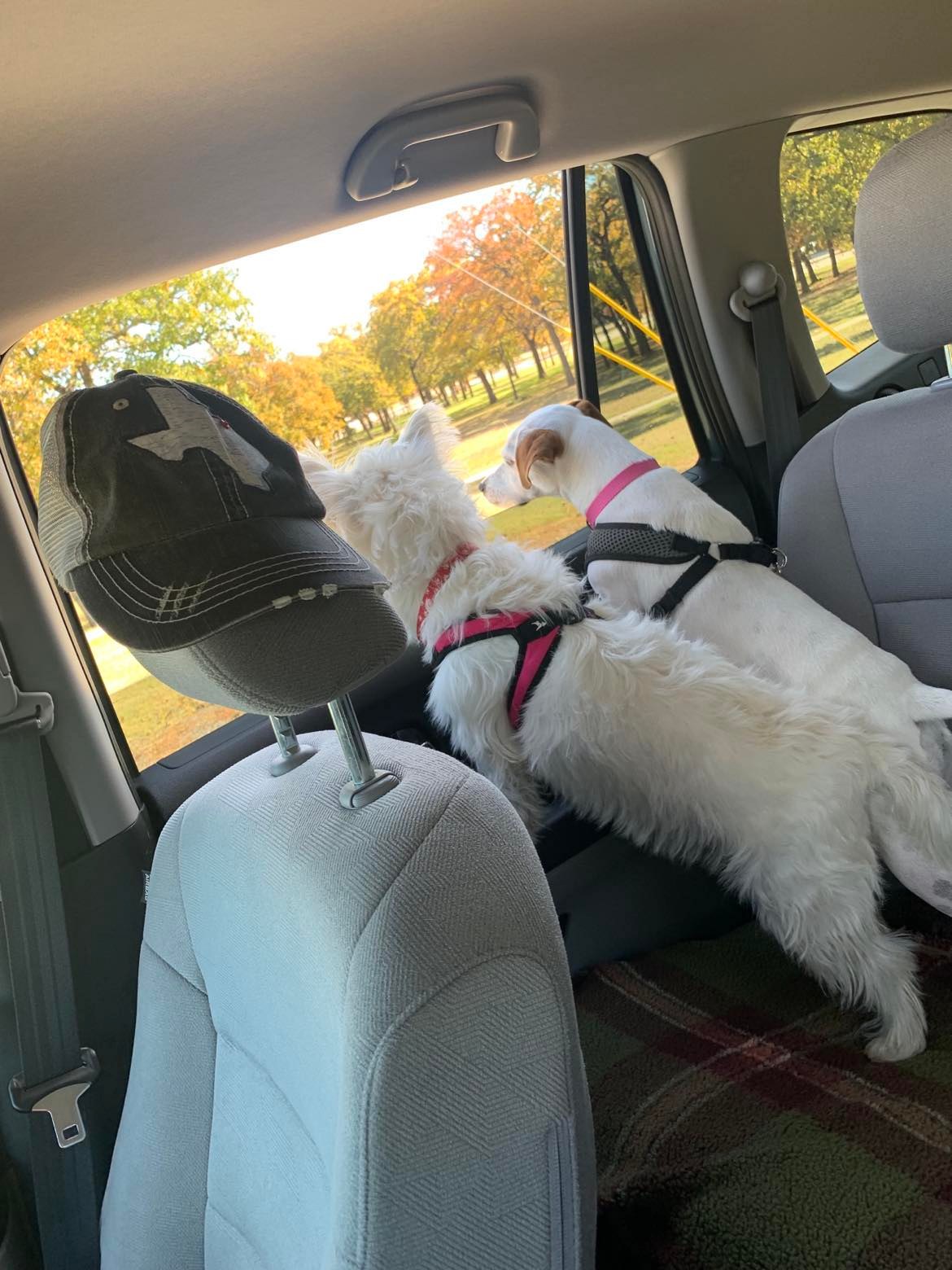 Miss Lucky - Happy Tails! - Russell Rescue, Inc.